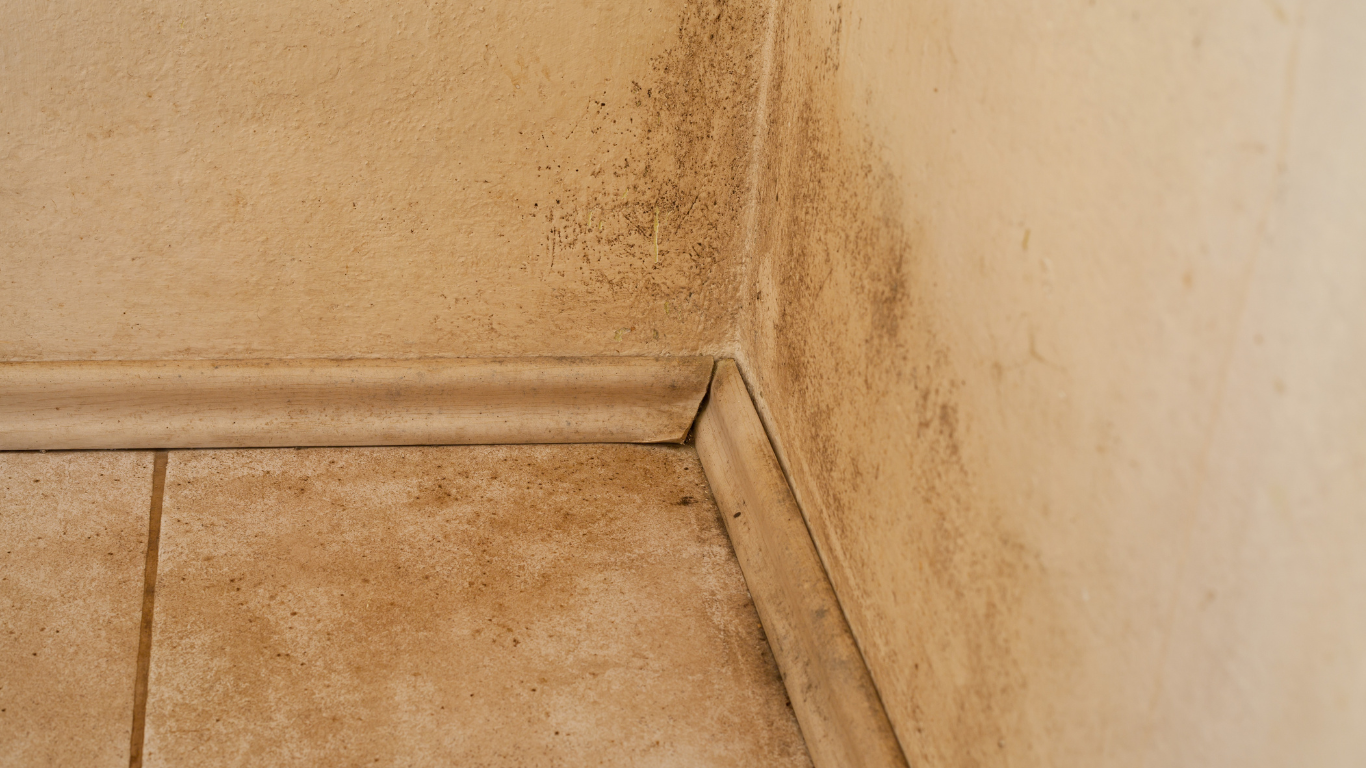 Mold Damage Restoration: What You Need to Know